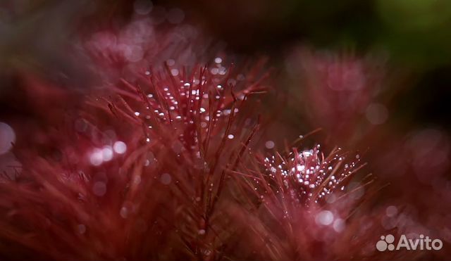 Аквариумные растения.Аквалеон