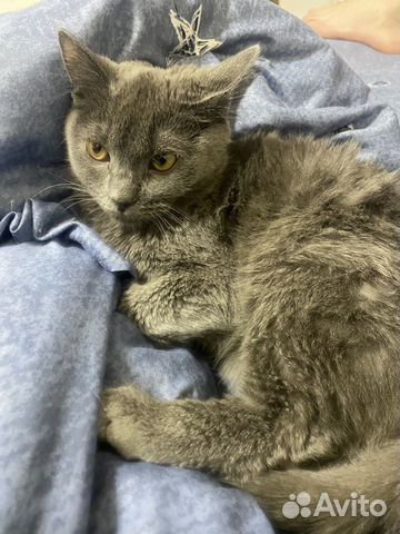 Шотландские прямоухие котята