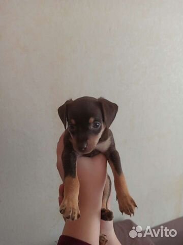 Русский той-терьер щенок