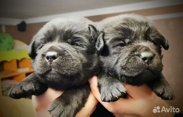 Лабрадор ретривер