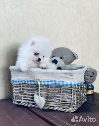 Померанский шпиц