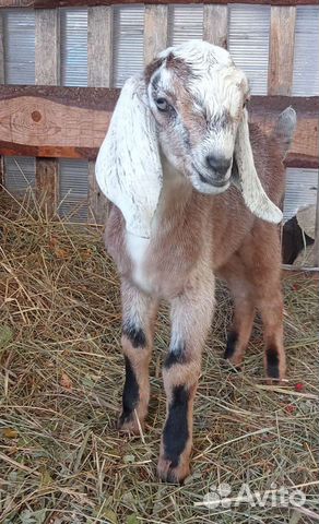 Нубийская козочка, нубийский козлик