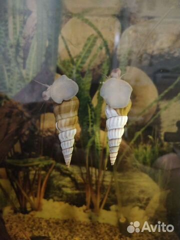 Улитки аквариумные