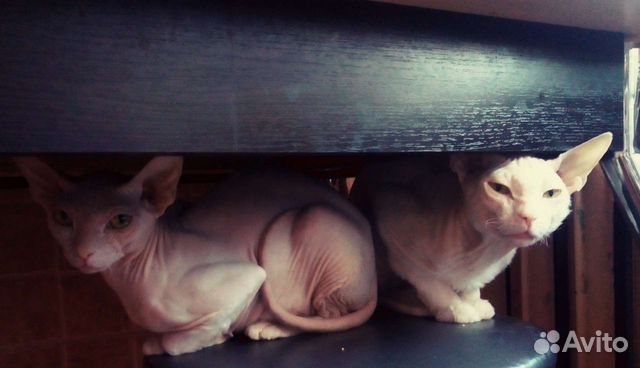 Канадские сфинксы, пара