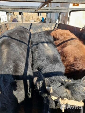 Шкурка животного