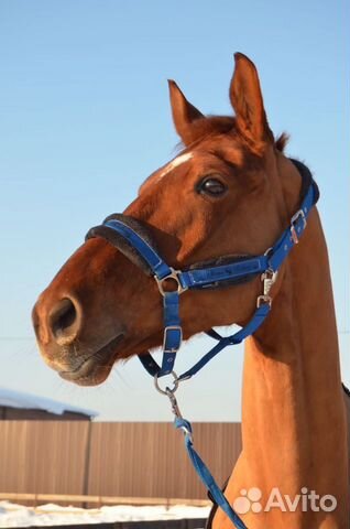 Мерин Датской теплокровной породы