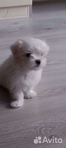 Мальтийская болонка мини