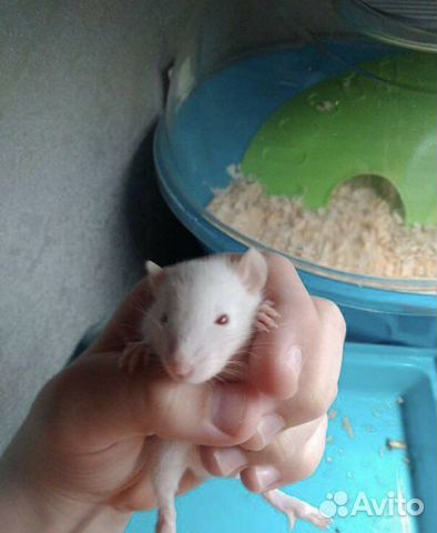 Крыса дамбо