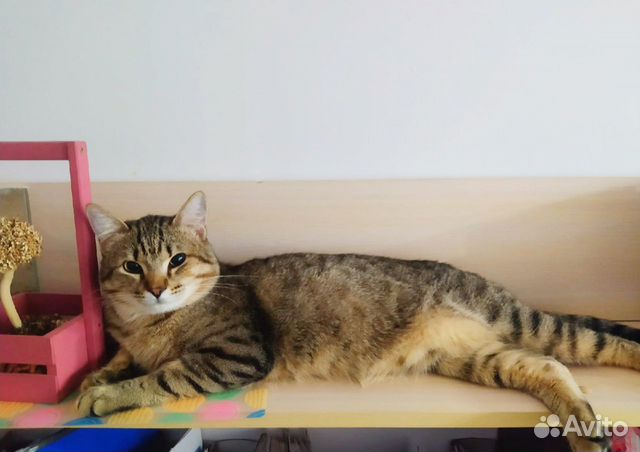 Котик ищет ответственных хозяев