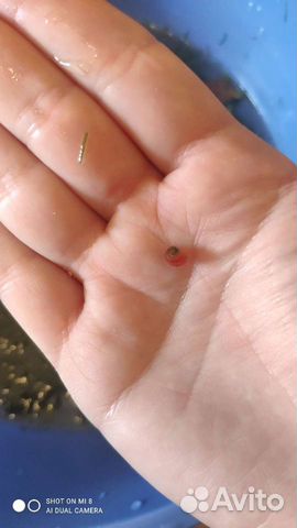 Водоросли для аквариума