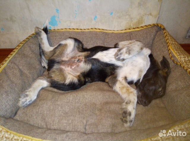 Отдам в добрые руки, щенок 3 месяца мальчик. Мама