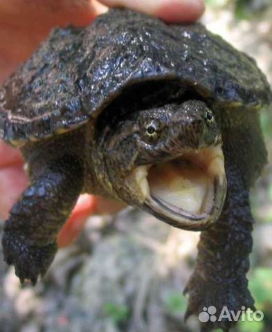 Черепаха