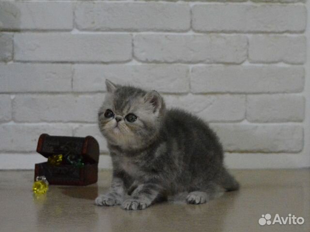 Джек Воробей