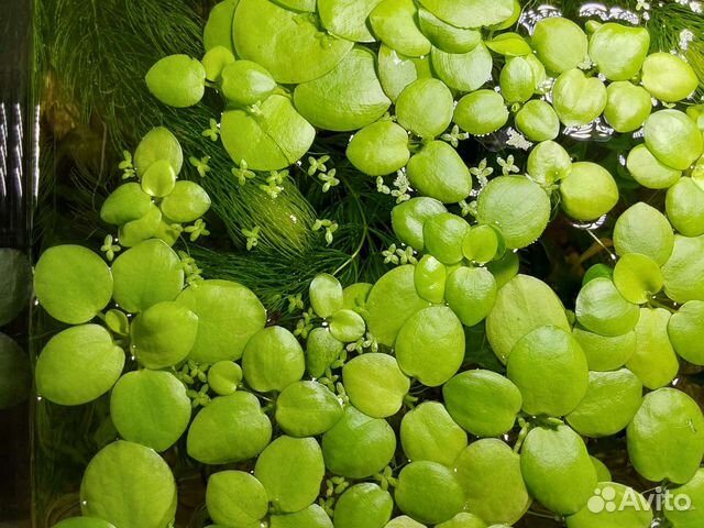 Продам лимнобиум, роголистник