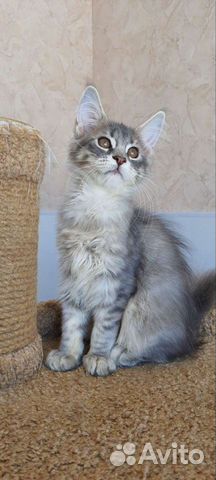 Кошечки серебро