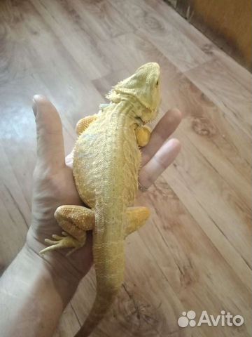 Продам Бородатая агама