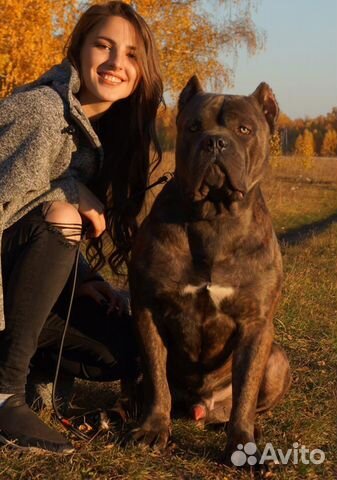 Кане Корсо шикарные щенки