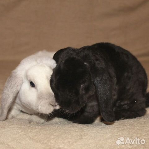 Карликовые декоративные кролики