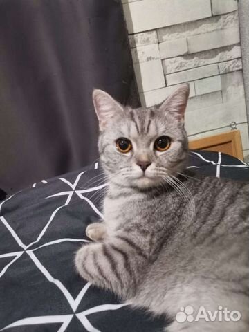 Шотландская кошечка ищет жениха