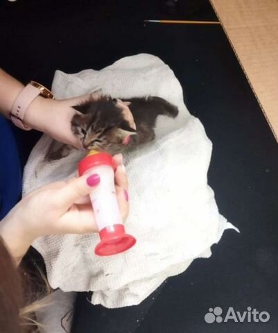 6 котят погибают, мать отравили