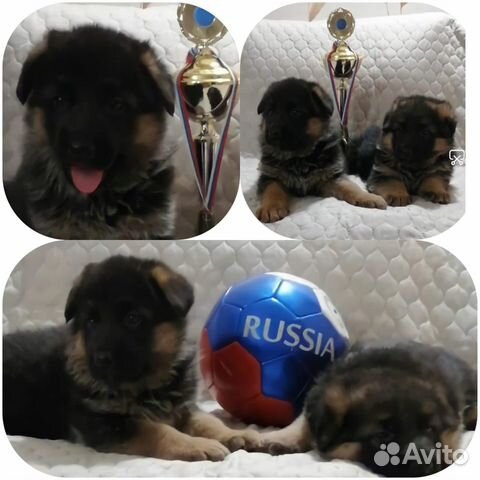 Продаю щенков немецкой овчарки