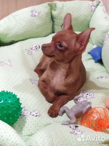 Мини той-терьер щенок