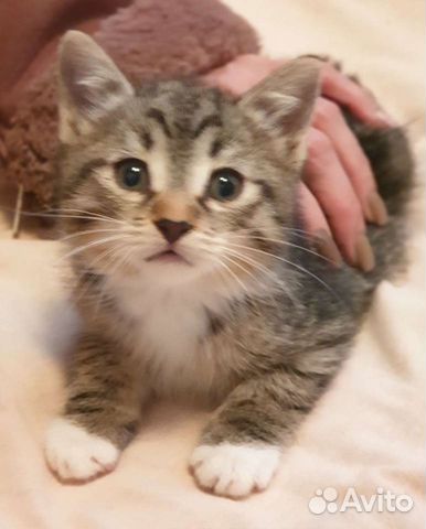 Малышка Кнопочка живет в клетке