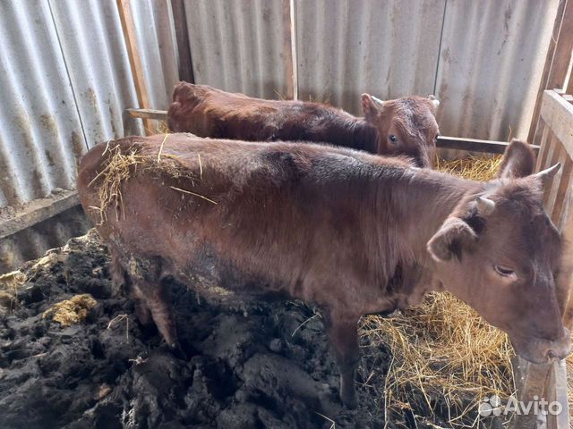 Бычки и тёлки