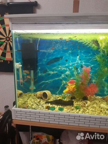 Аквариумные рыбки тернеция