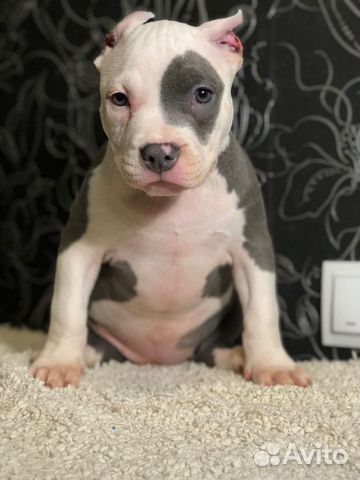 Американский булли