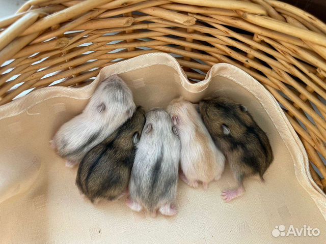 Джунгарские хомячки ручные