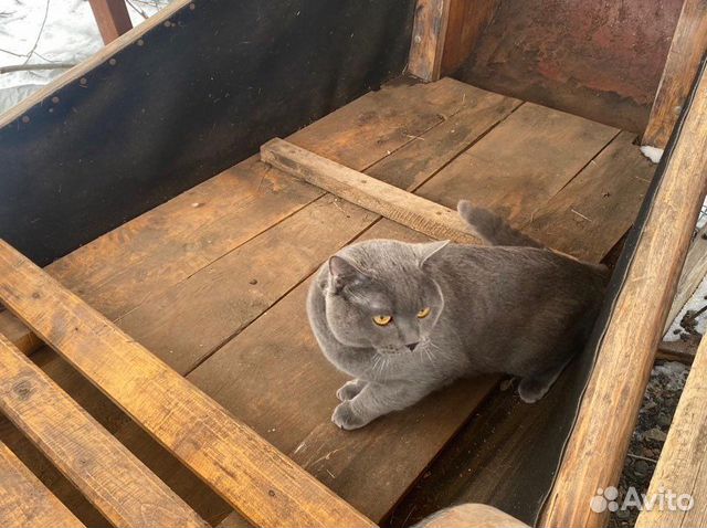 Британский кот