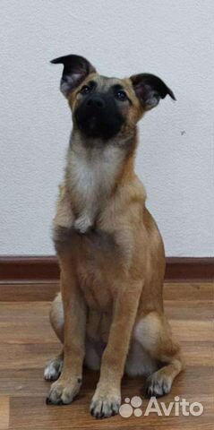 Метис в добрые руки