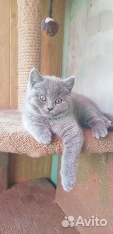 Британская