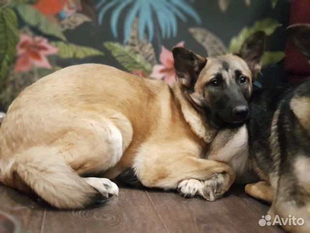 Щенок Айва 6-7 месяцев