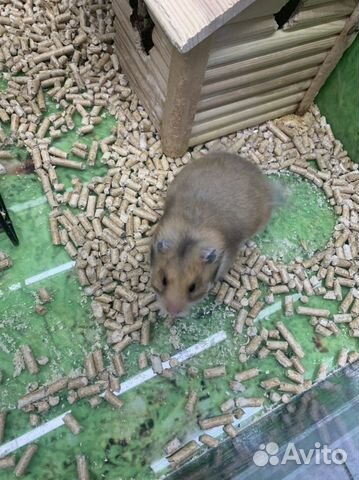 Хомяк в дар)