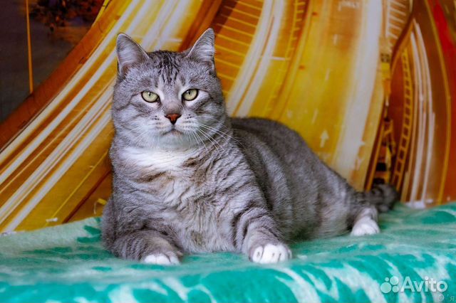 Кот Кузя 5 лет