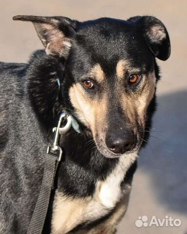 Собака (Снупи)