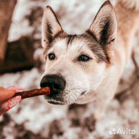 Очаровательная собака в дар