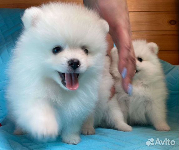 Белые шпицы мальчишки РКФ