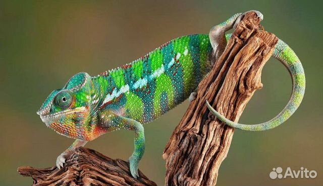 Пантеровый хамелеон