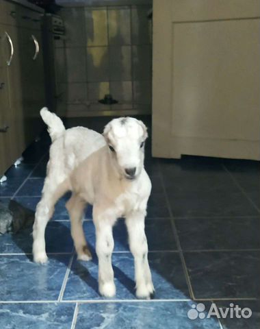 Козлик Ла-Манча