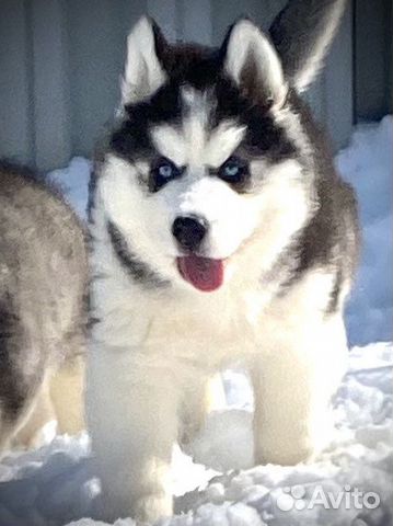 Супер хаски РКФ