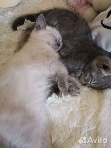 Британские котята