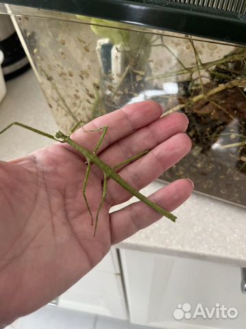 Палочник насекомое
