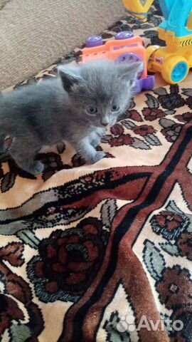 Котята в добрые руки бесплатно