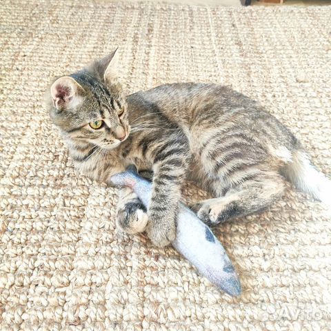 Котенок Рыся