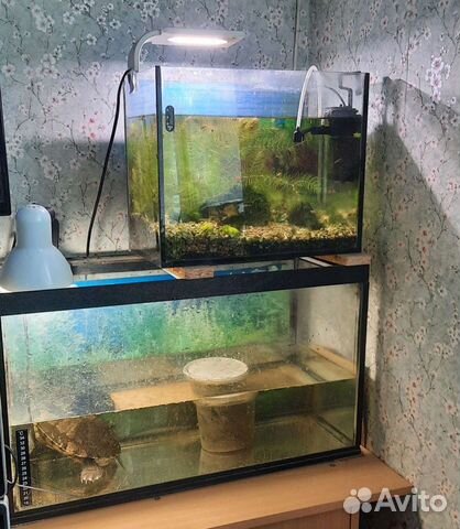 Красноухая черепаха бесплатно