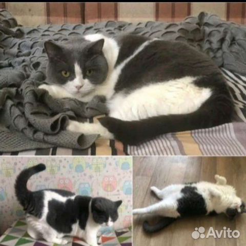 Котик в добрые руки