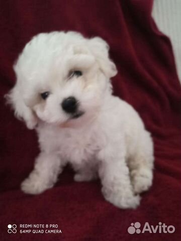 Щенки бишон фризе мини